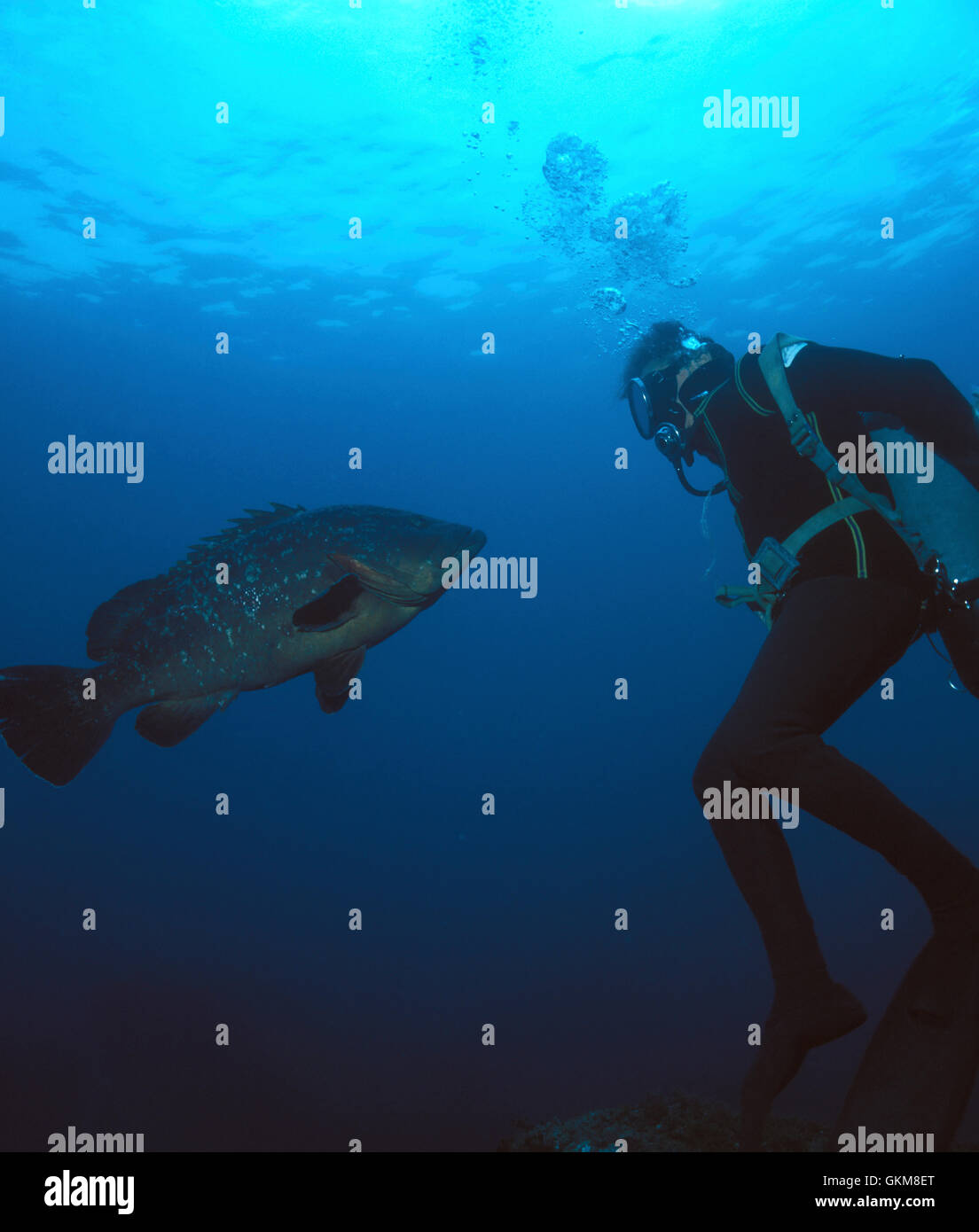 Big Grouper Fish High Resolution Stock Photography and Images - Alamy