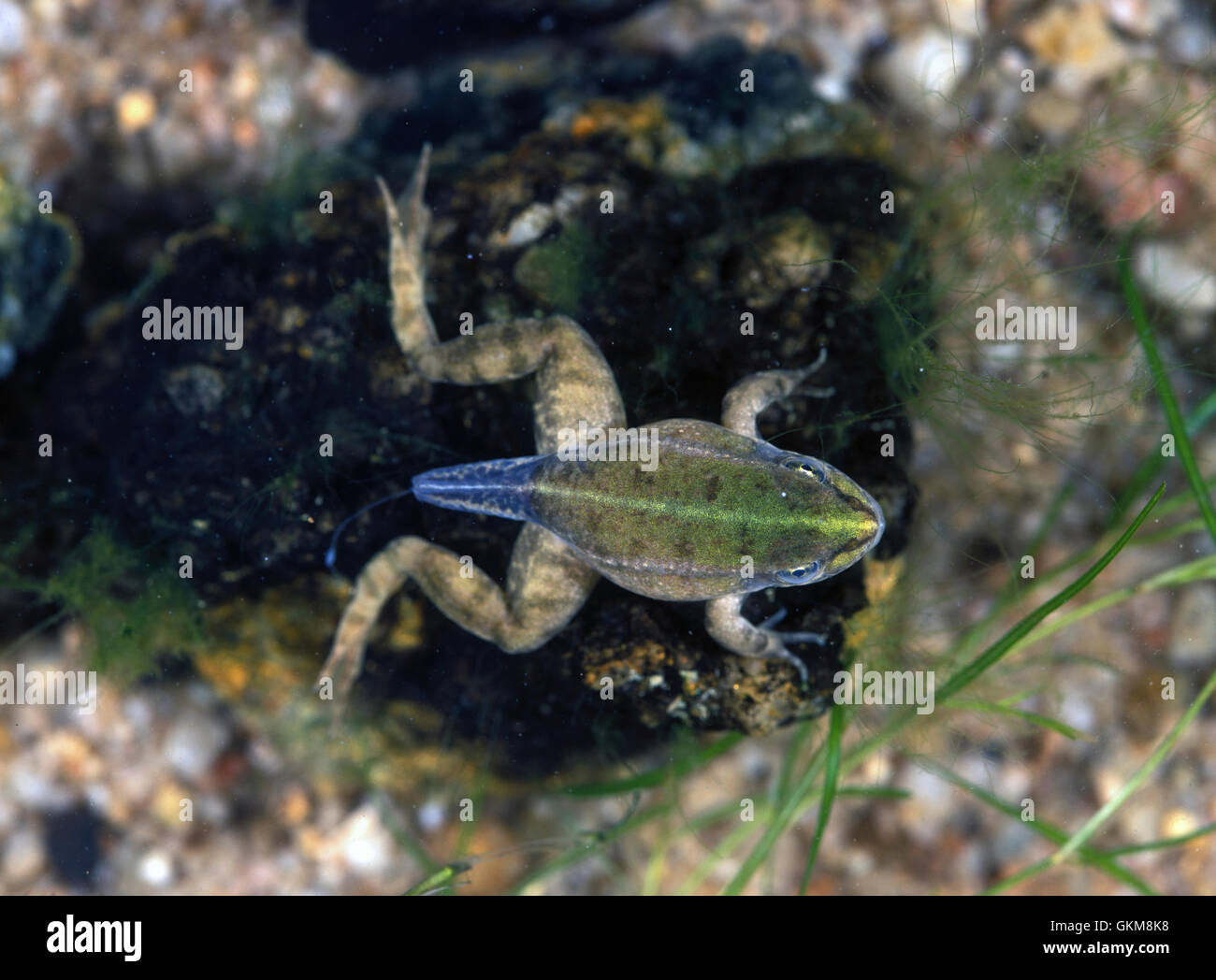 Frog With Tail High Resolution Stock Photography and Images - Alamy