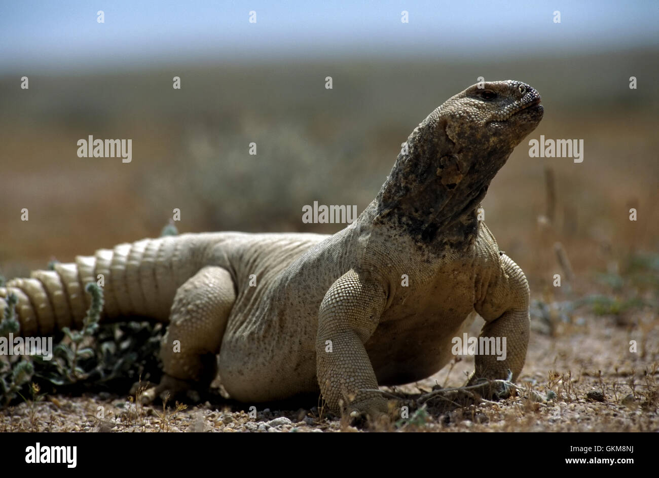Uromastyx Aegyptius Microlepis High Resolution Stock Photography and ...