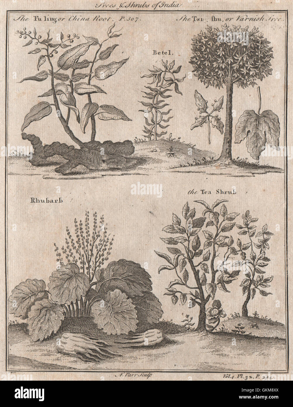 Chinese shrubs. Fu ling/China Root Tsing Shu/Varnish tree Rhubarb Tea ...