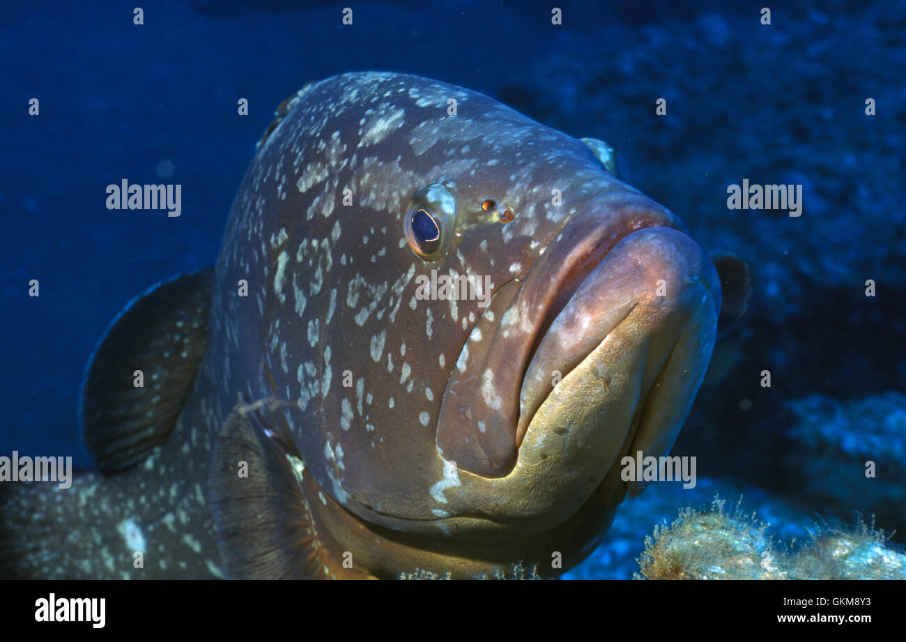 Spear Head High Resolution Stock Photography and Images - Alamy