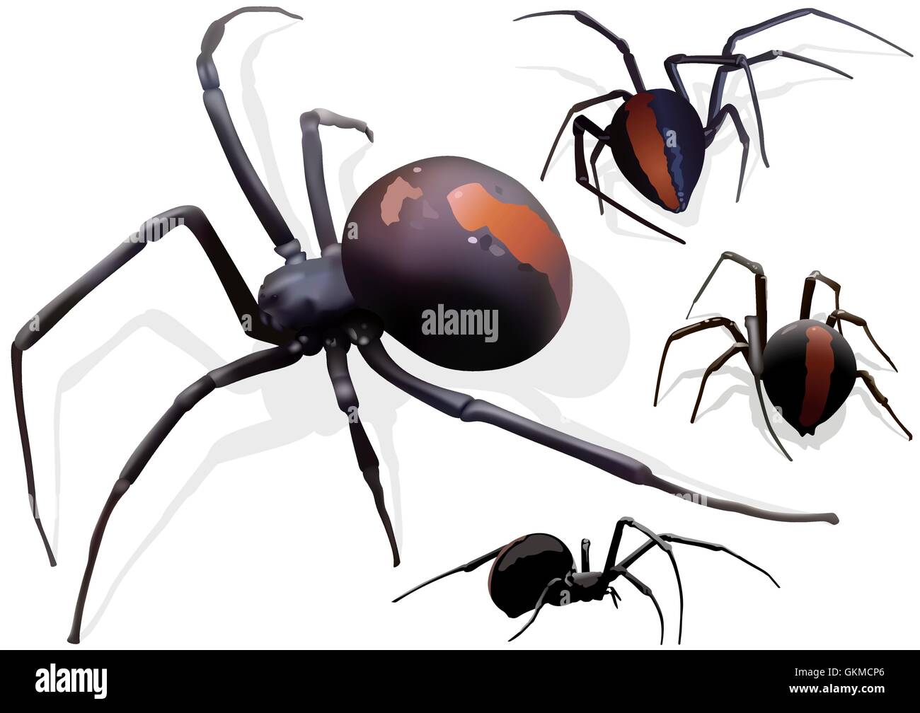 Black Widow Spider Stock Vector Image & Art - Alamy