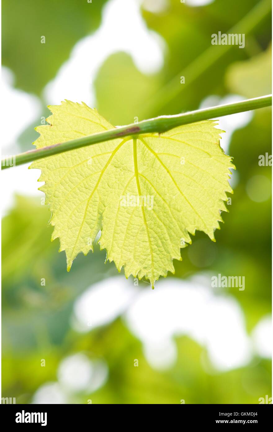 Grapes sheet against light background Stock Photo - Alamy