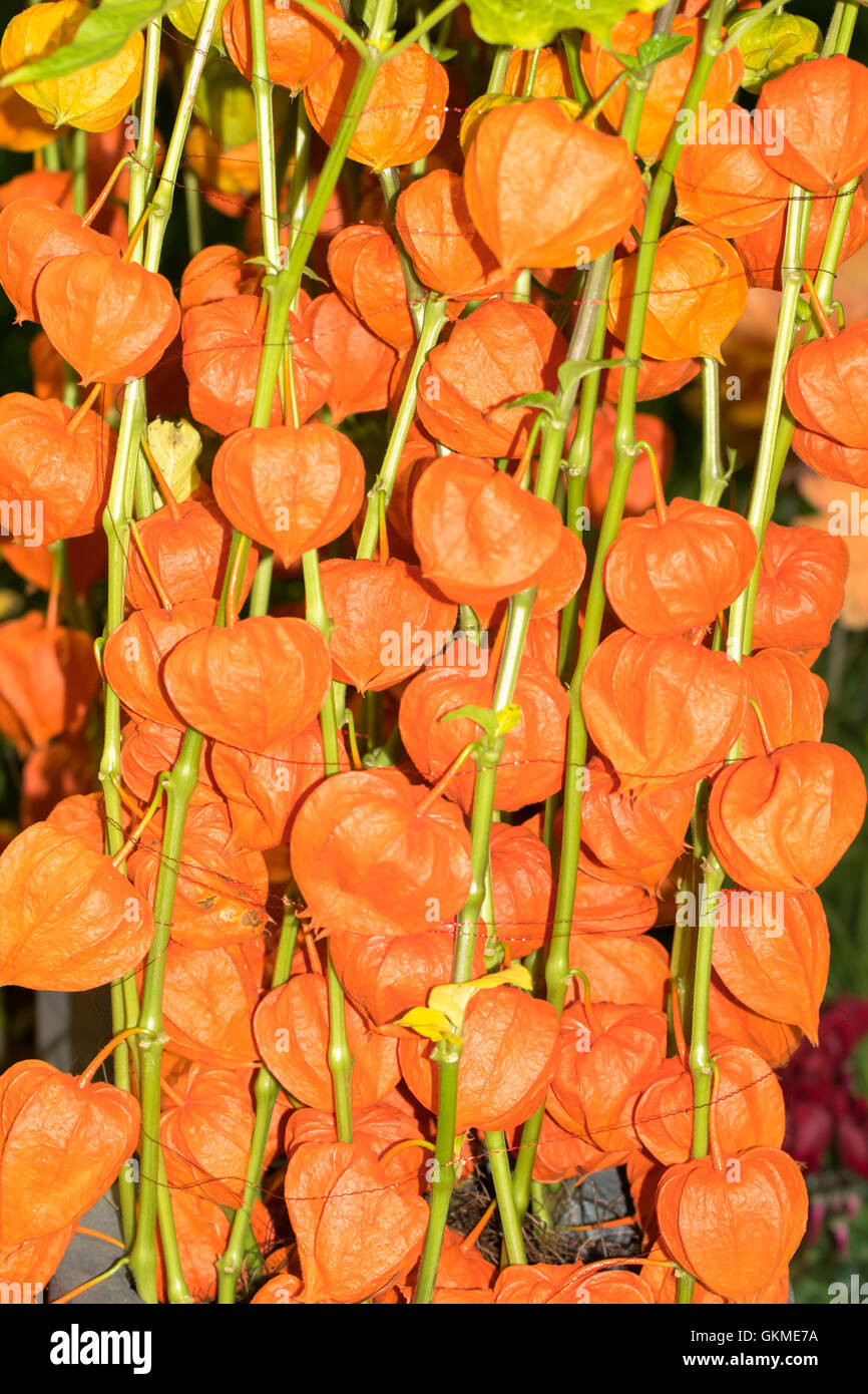 Lampion flower hi-res stock photography and images - Alamy