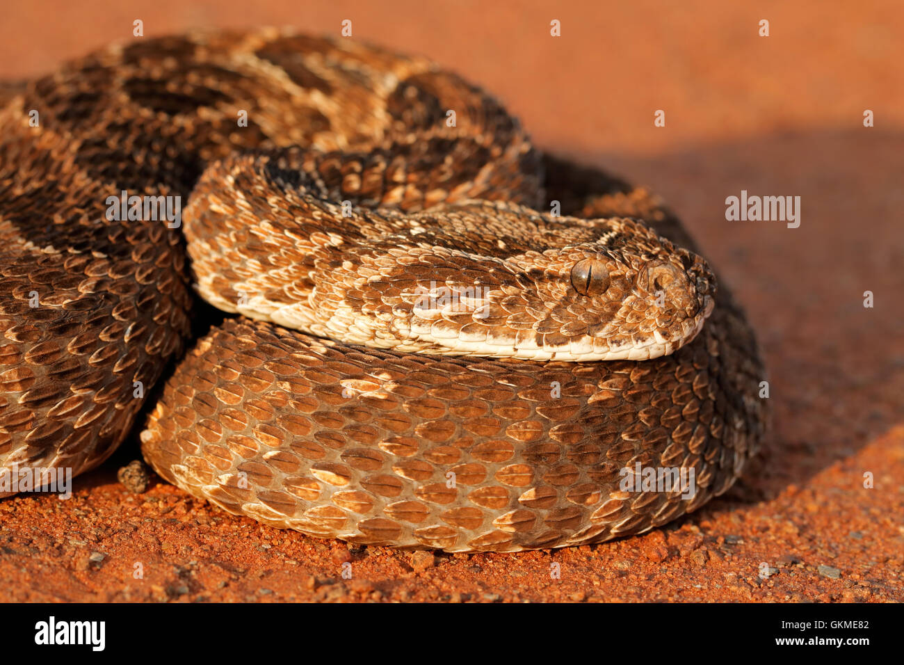 Puff adder snake hi-res stock photography and images - Alamy