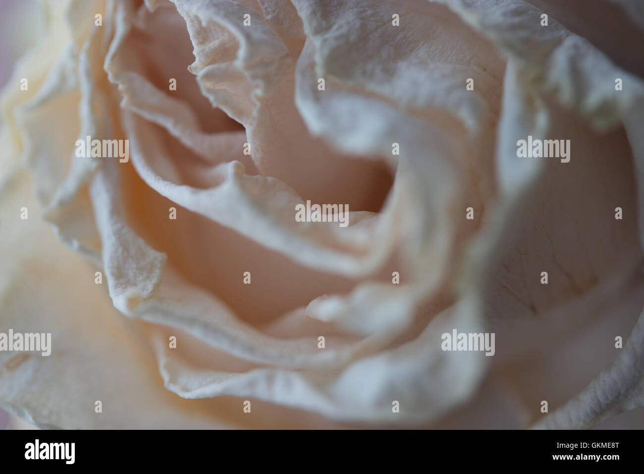 head of creamy rose close up, background Stock Photo - Alamy