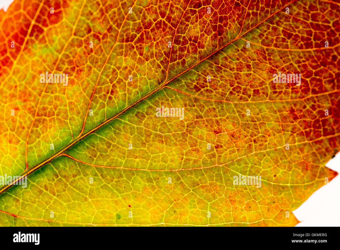 macro image of an bright colored autumn leaf Stock Photo - Alamy