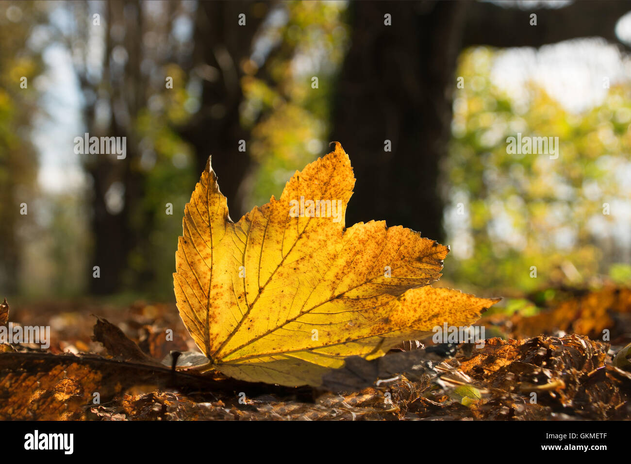 Single maple leaf hi-res stock photography and images - Alamy