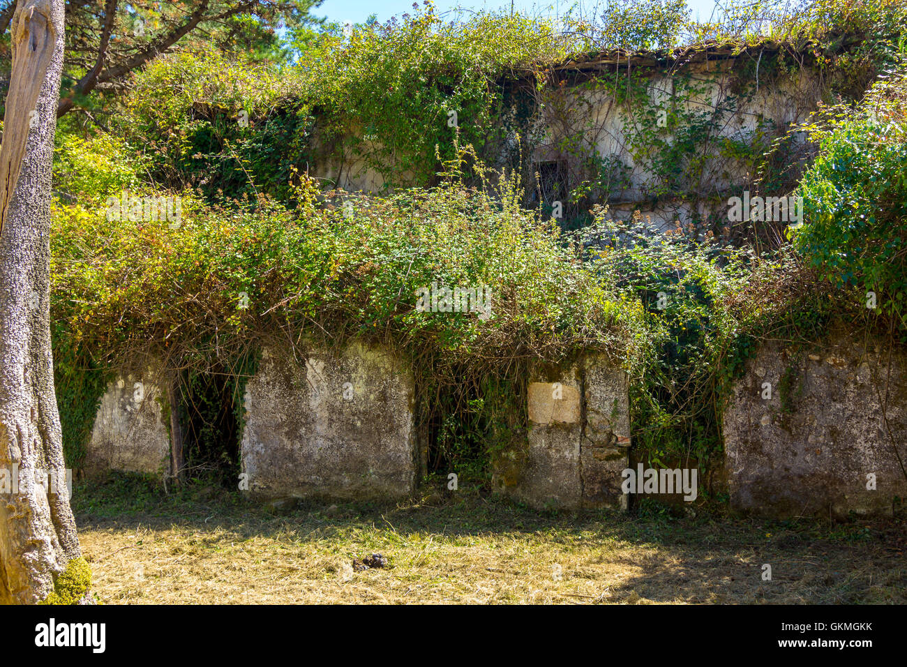 Old abandoned farmhouse in ruins Stock Photo - Alamy