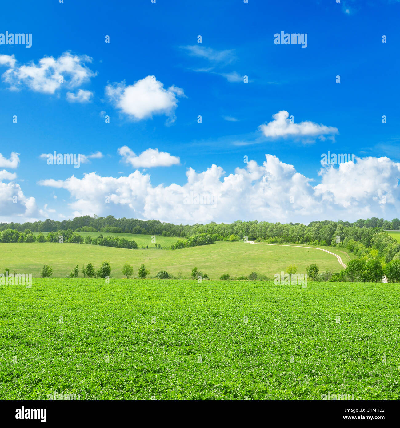spring field and blue sky Stock Photo - Alamy