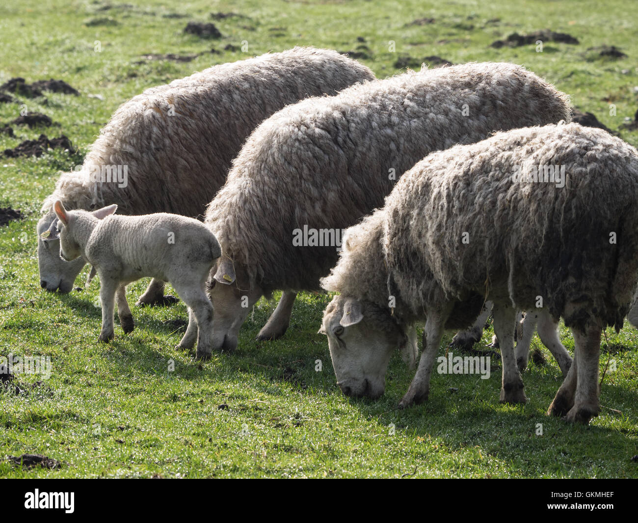 sheeps on an meadow in germany Stock Photo - Alamy