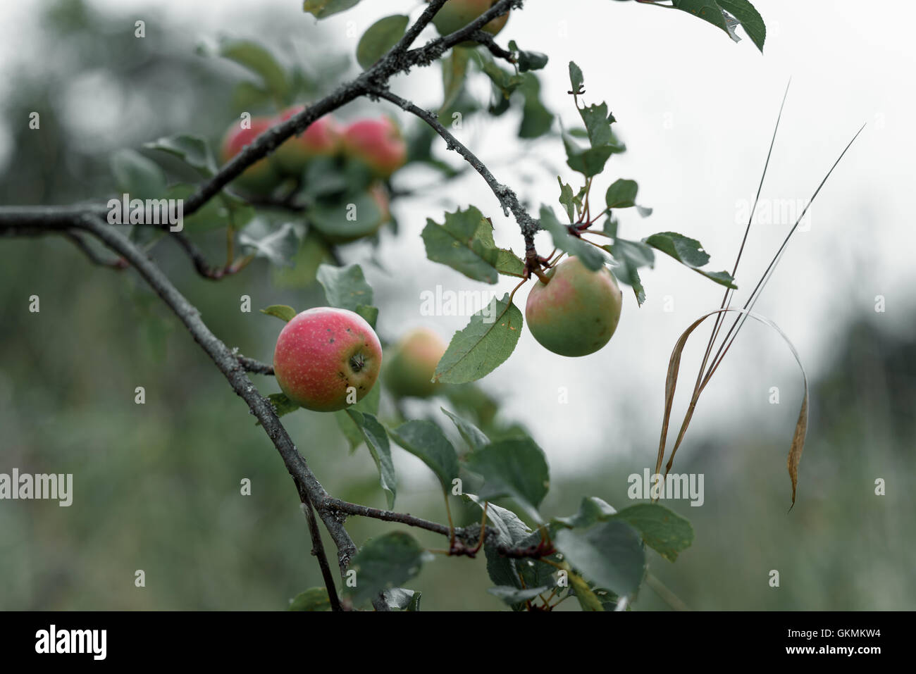 Eden grove hi-res stock photography and images - Alamy