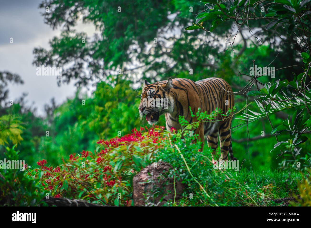 Sumatran tiger looking off into the distance Stock Photo - Alamy