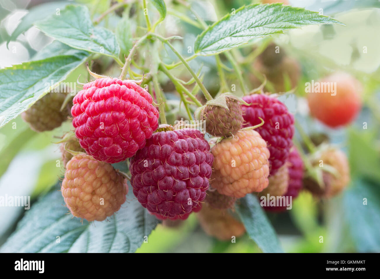 Raspberries plant hi-res stock photography and images - Alamy