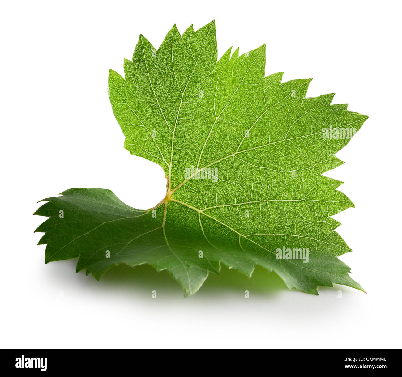 grape leaf isolated on the white background Stock Photo - Alamy