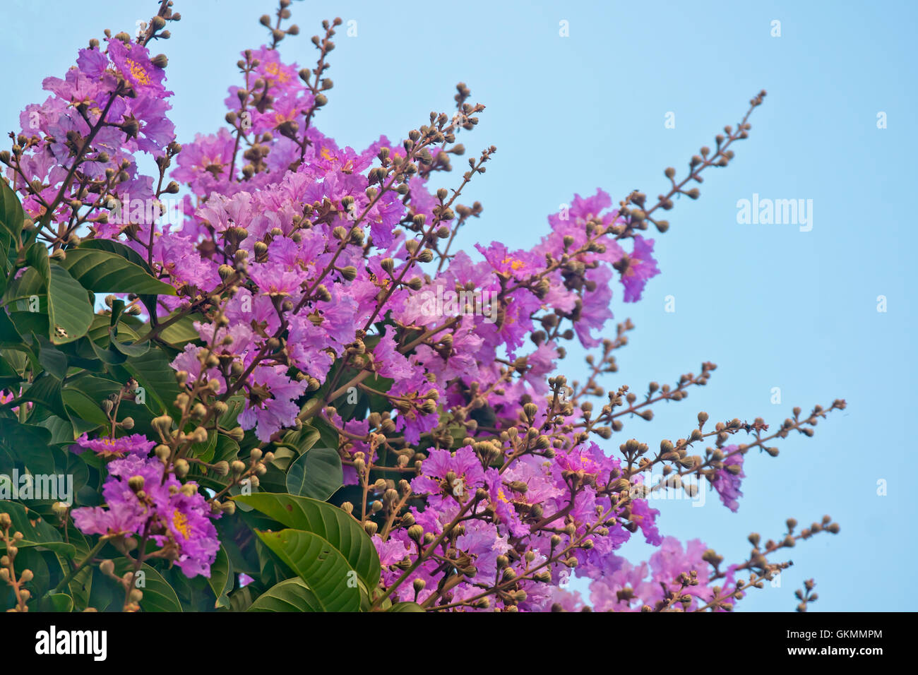 Crape myrtle flowers Stock Photo - Alamy