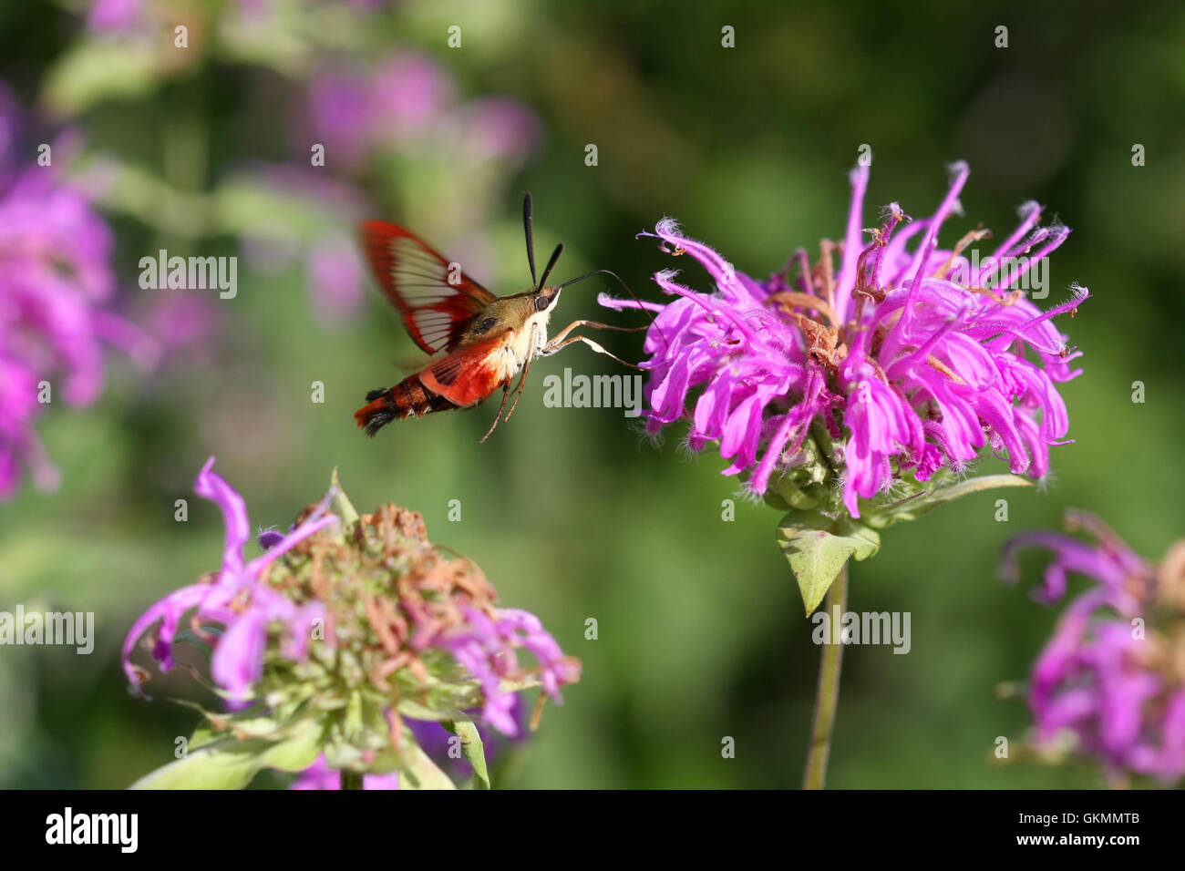 Hummingbird Clearwing Moth Stock Photo - Alamy
