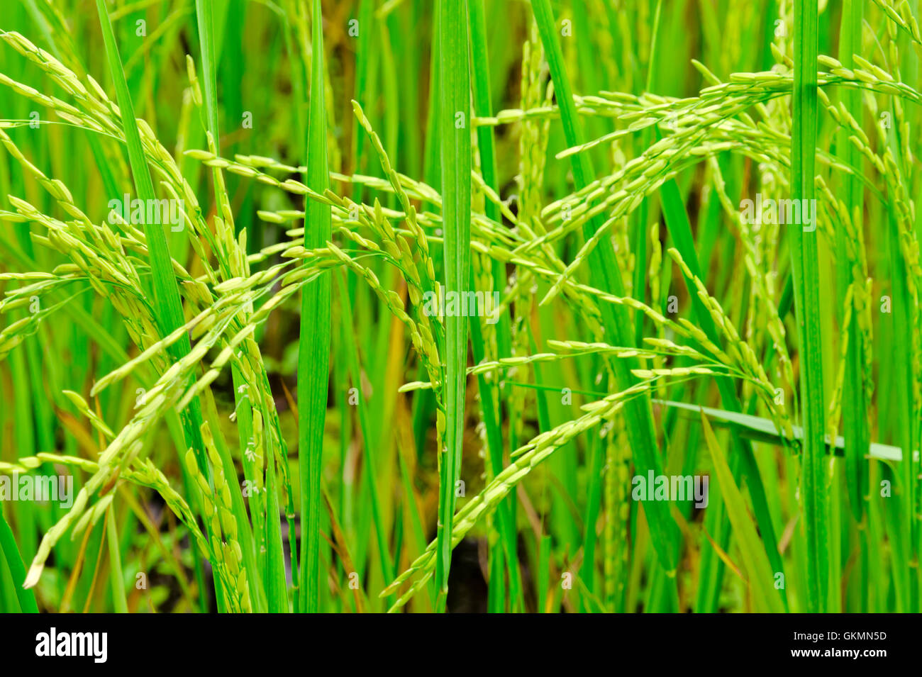 Flat rice field hi-res stock photography and images - Alamy