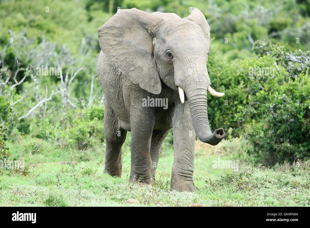 African Elephant Smelling Stock Photo - Alamy