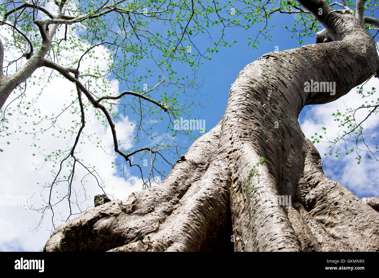 Ta Prohm Tree Stock Photo - Alamy