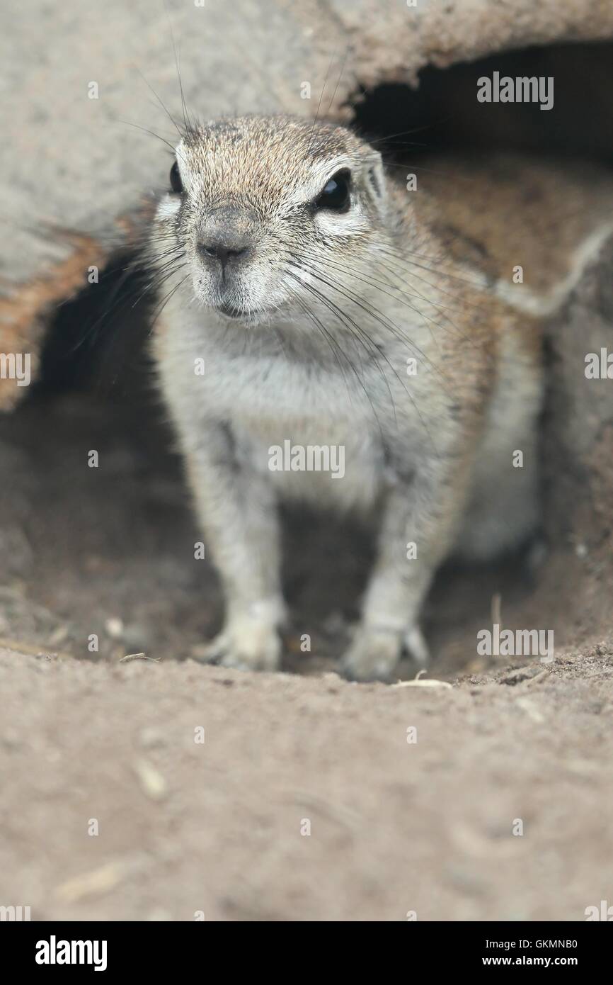 Cute Ground Squirrel Stock Photo - Alamy