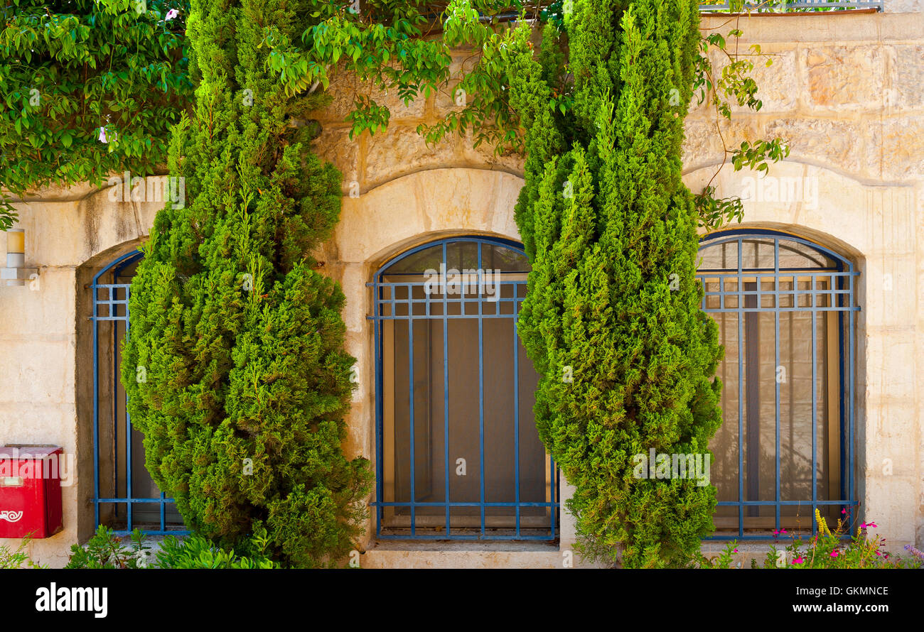 Israel jerusalem tree cypress hi-res stock photography and images - Alamy