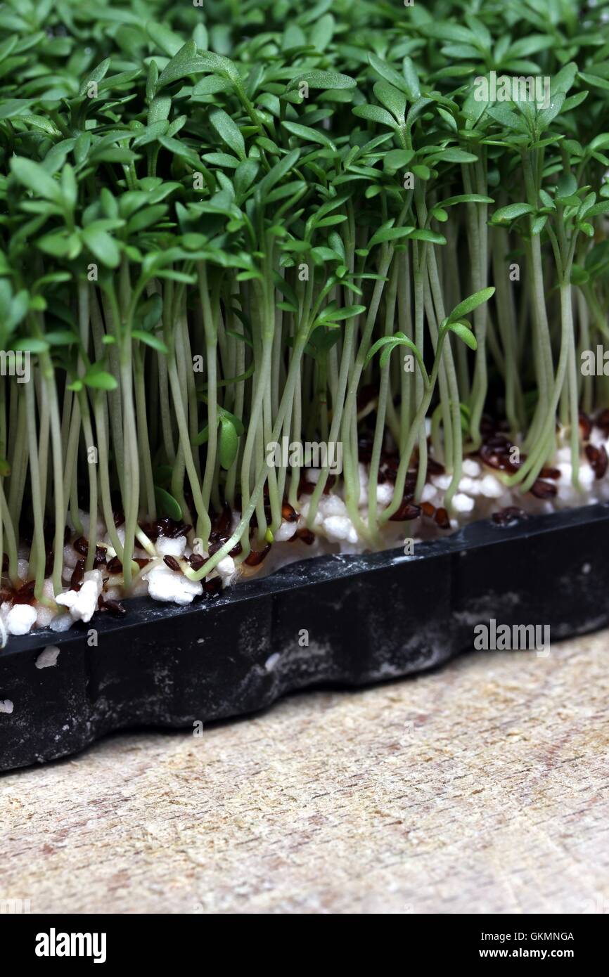Cress isolated hi-res stock photography and images - Alamy
