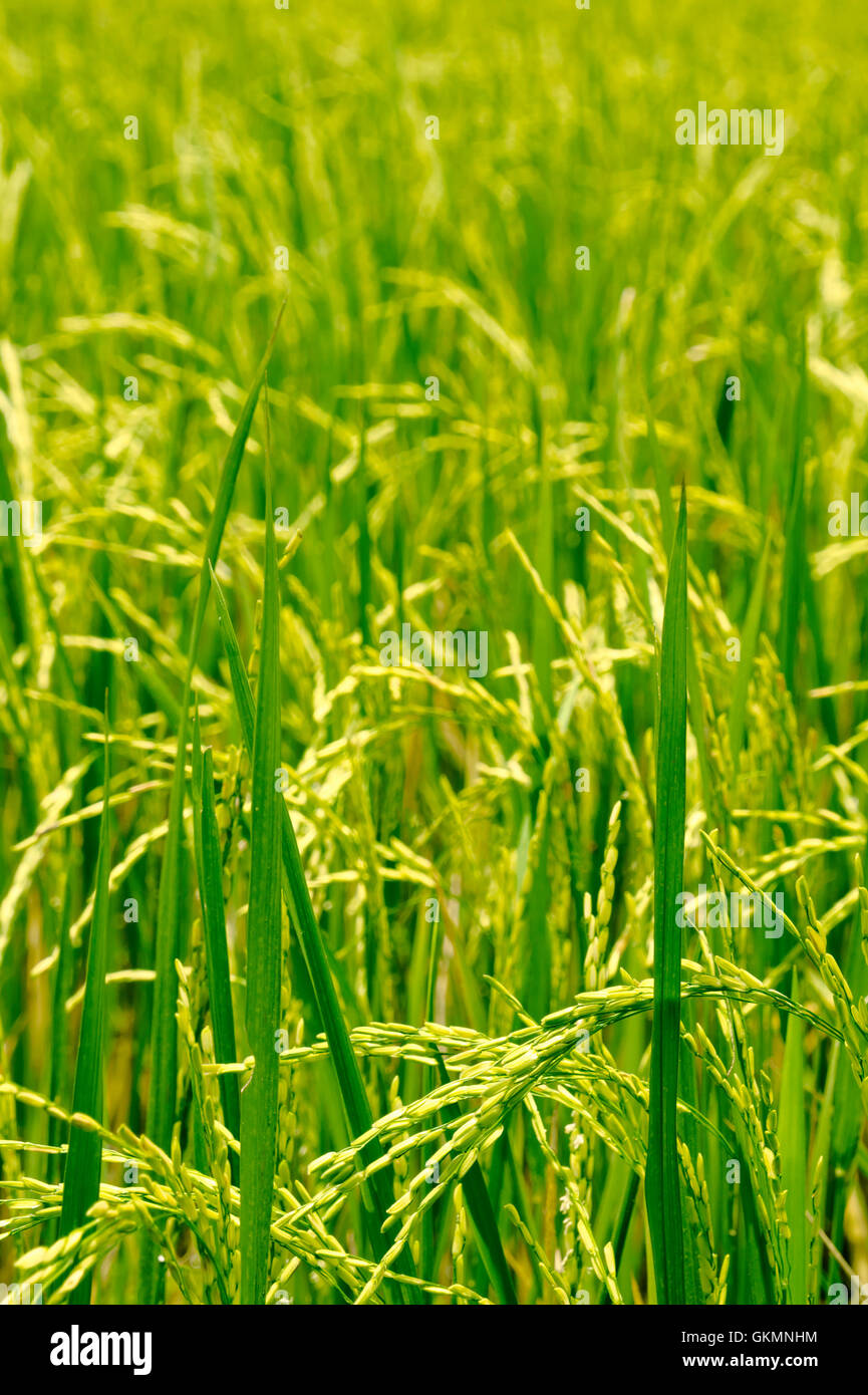 Paddy plant plot soil hi-res stock photography and images - Alamy