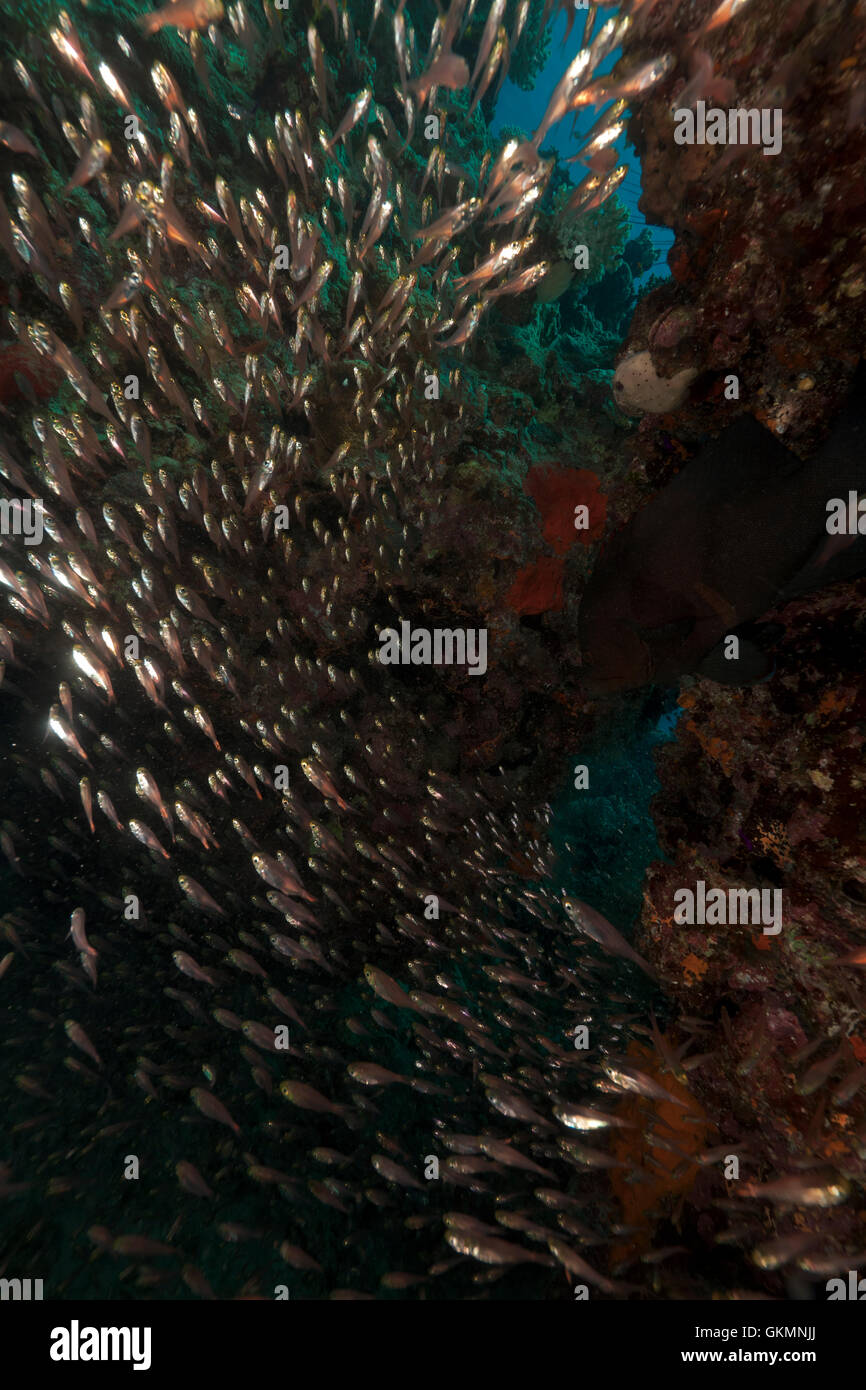 Glassfish background hi-res stock photography and images - Alamy