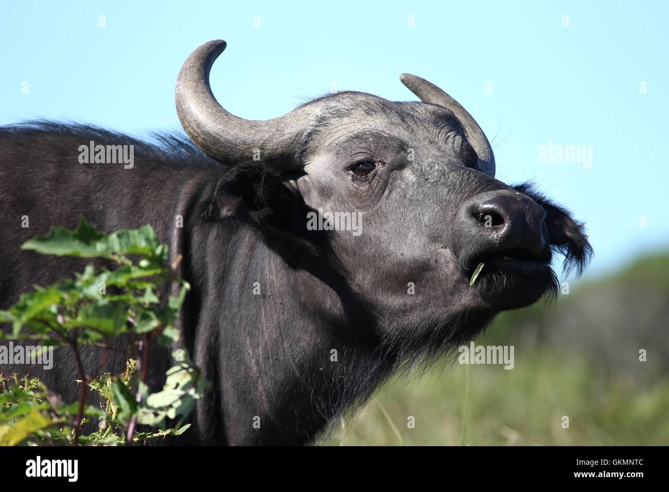 African Buffalo Portrait Stock Photo - Alamy