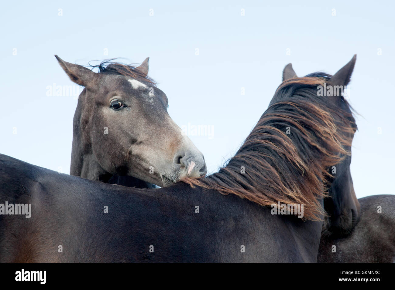 heads of two horses Stock Photo - Alamy