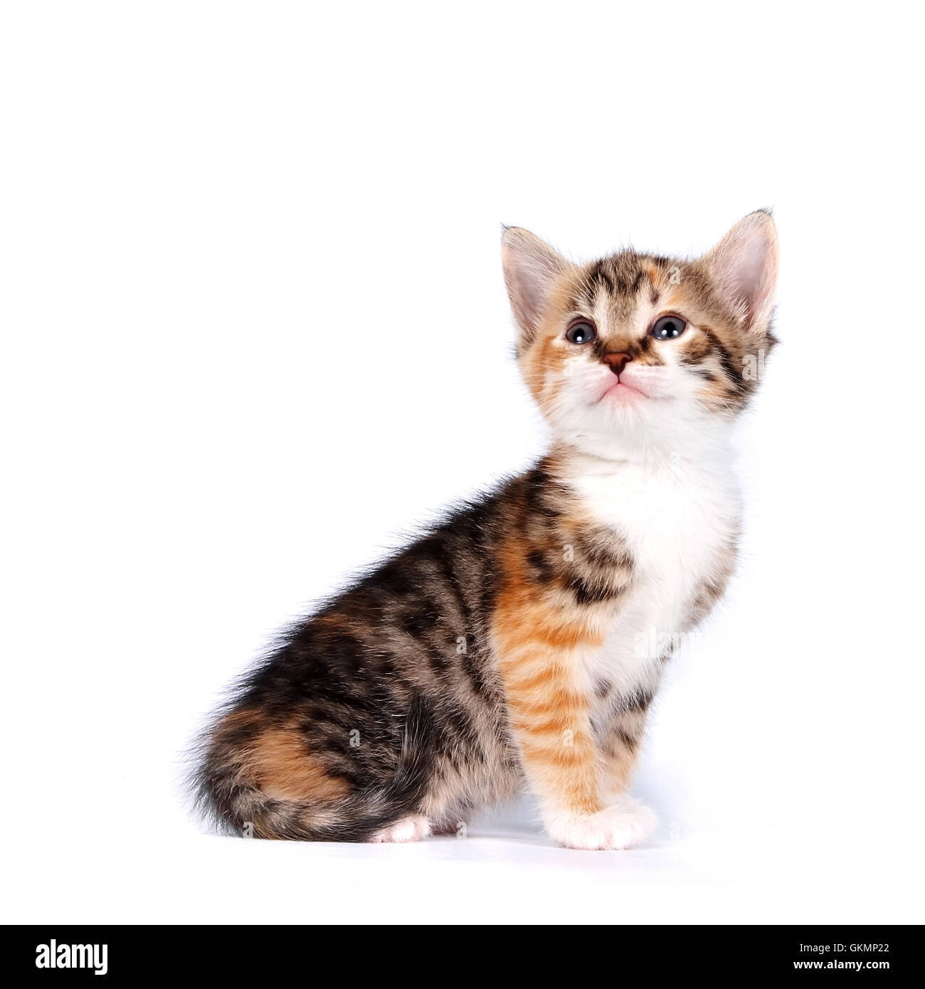 Orange colored tabby cat Cut Out Stock Images & Pictures - Alamy