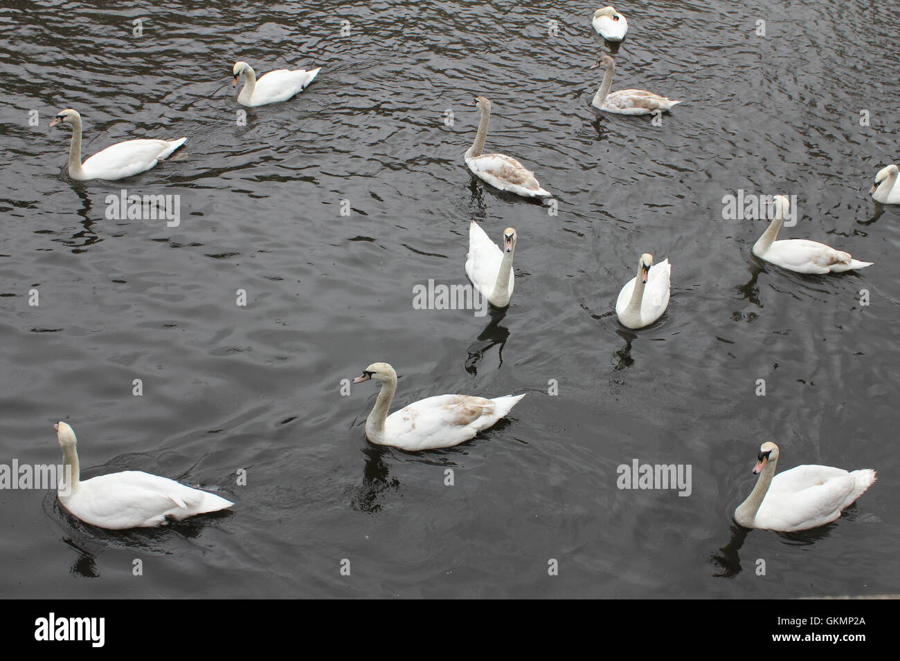 group of swans Stock Photo - Alamy
