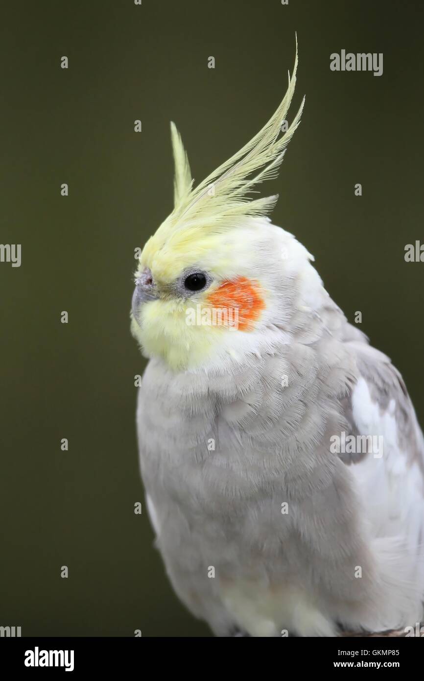 Australian cockatiel hi-res stock photography and images - Alamy