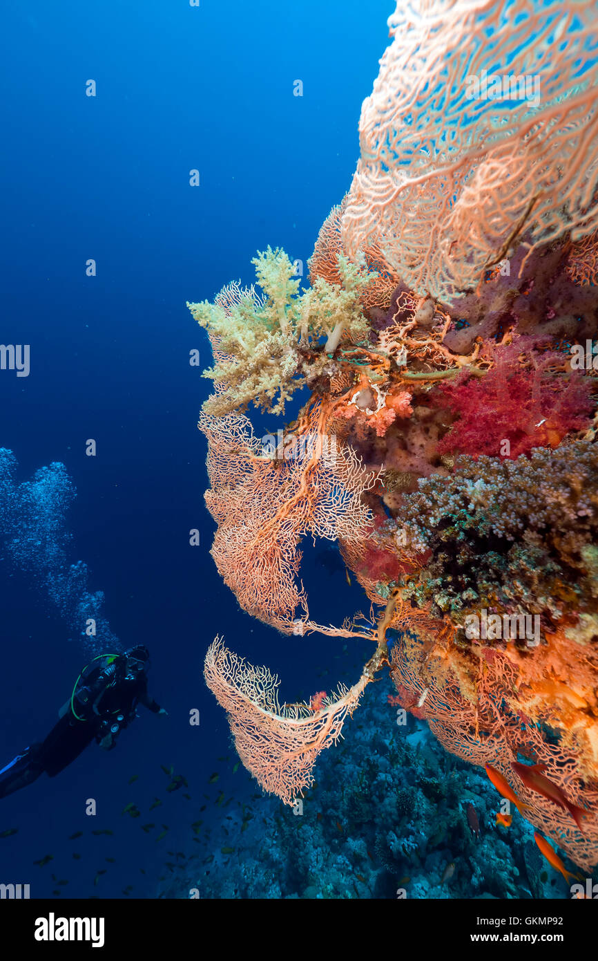 Diver and giant sea fan in the Red Sea Stock Photo - Alamy