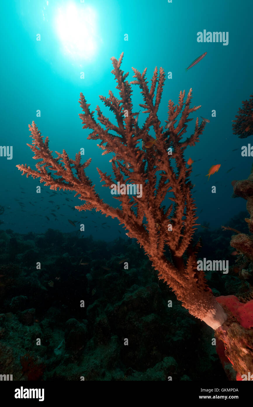 Acropora and sun in the Red Sea Stock Photo - Alamy