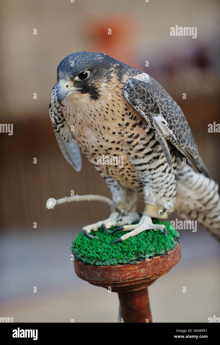 arab falcon bird Stock Photo - Alamy