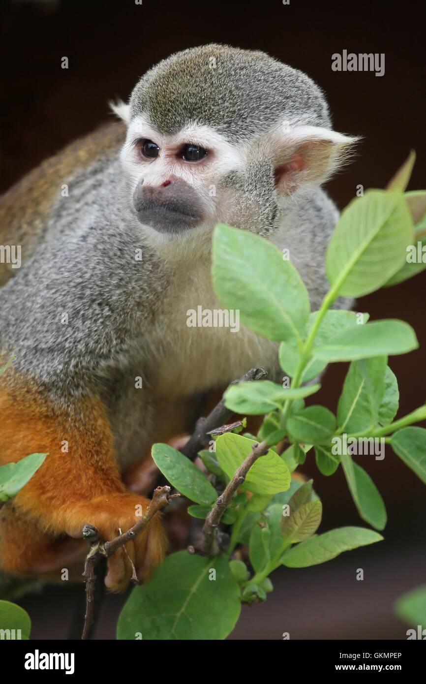 Tiny white monkey hi-res stock photography and images - Alamy