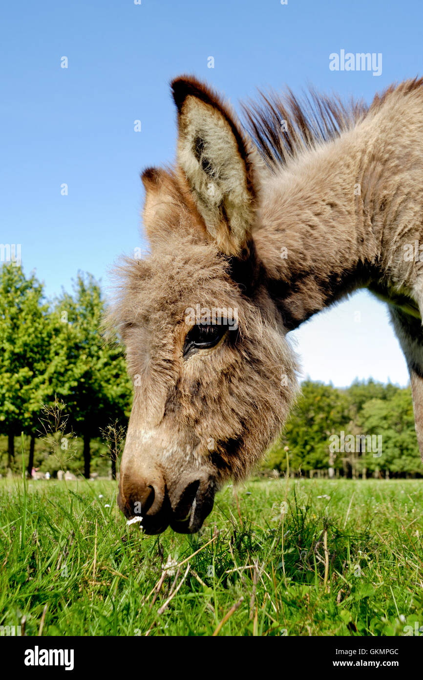 Donkey eating grass Stock Photo - Alamy