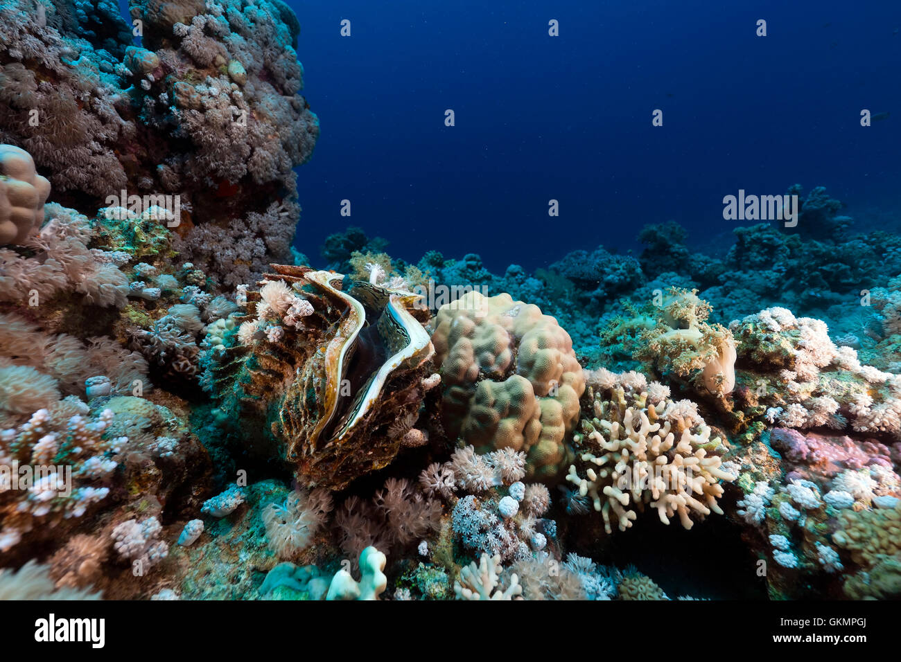 Giant clam and tropical reef in the Red Sea Stock Photo - Alamy