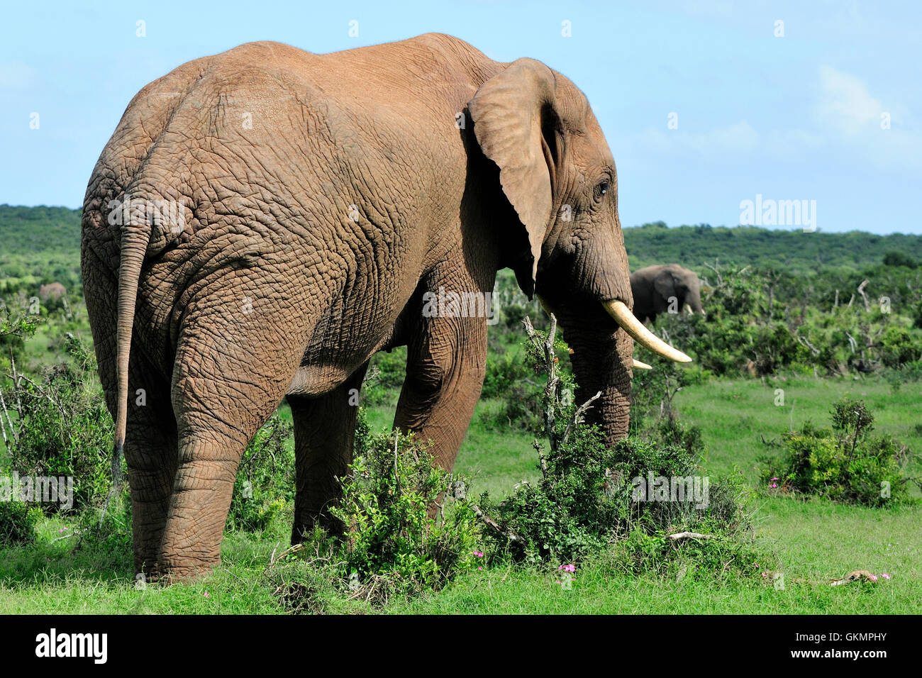 Elephant, Addo Elephant National park, South Africa Stock Photo - Alamy