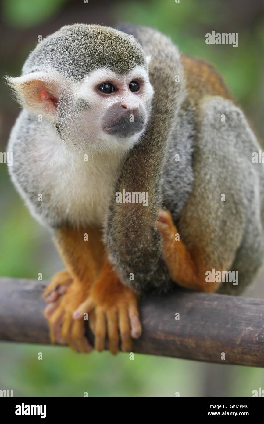 Tiny white monkey hi-res stock photography and images - Alamy