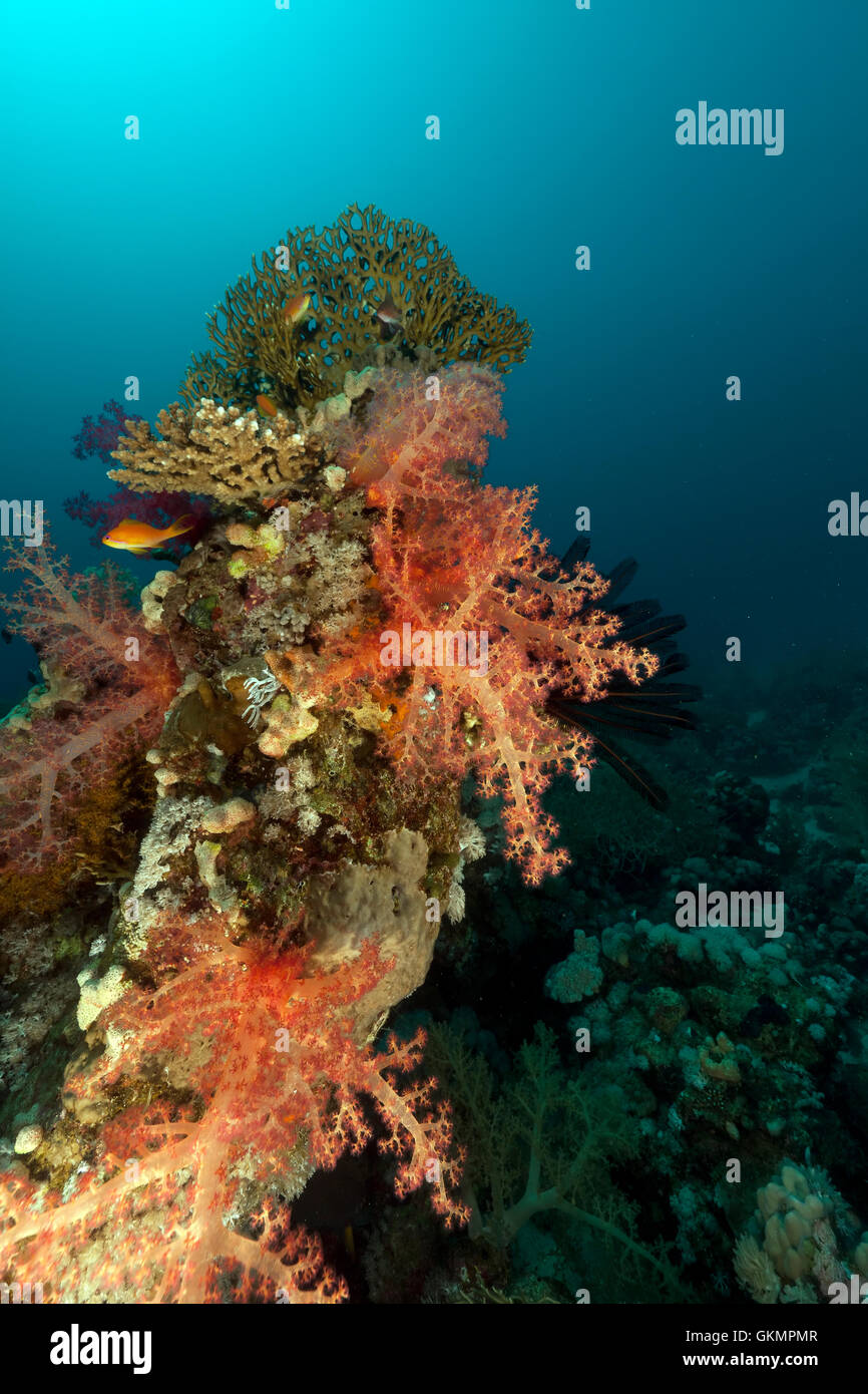Tropical underwater scenery in the Red Sea Stock Photo - Alamy