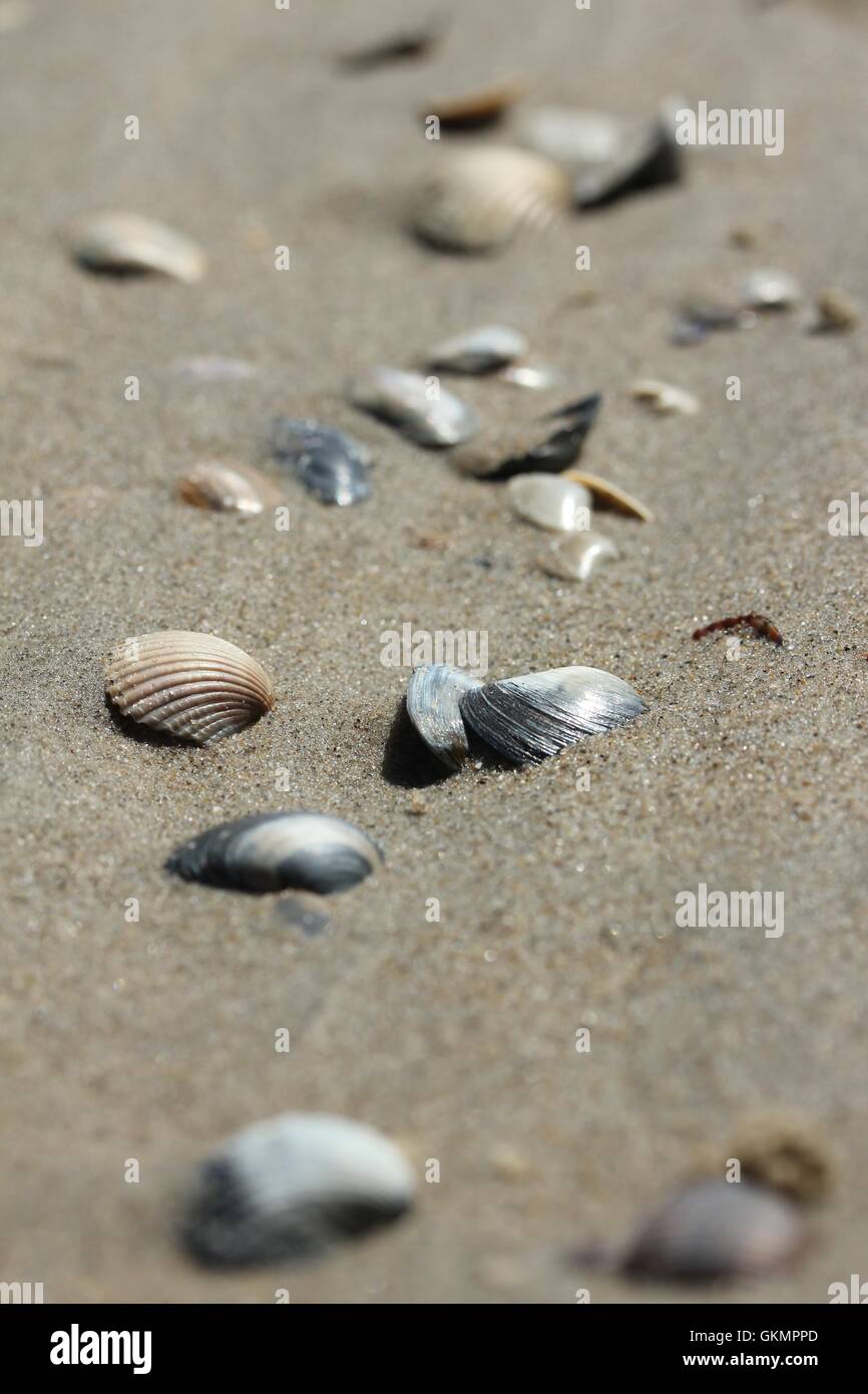 seashells on sand beach Stock Photo - Alamy