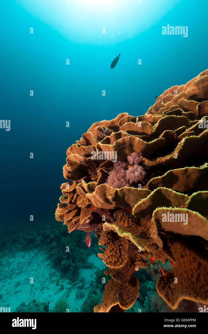 Elephant ear coral (mycedium elephantotus) in the Red Sea Stock Photo ...