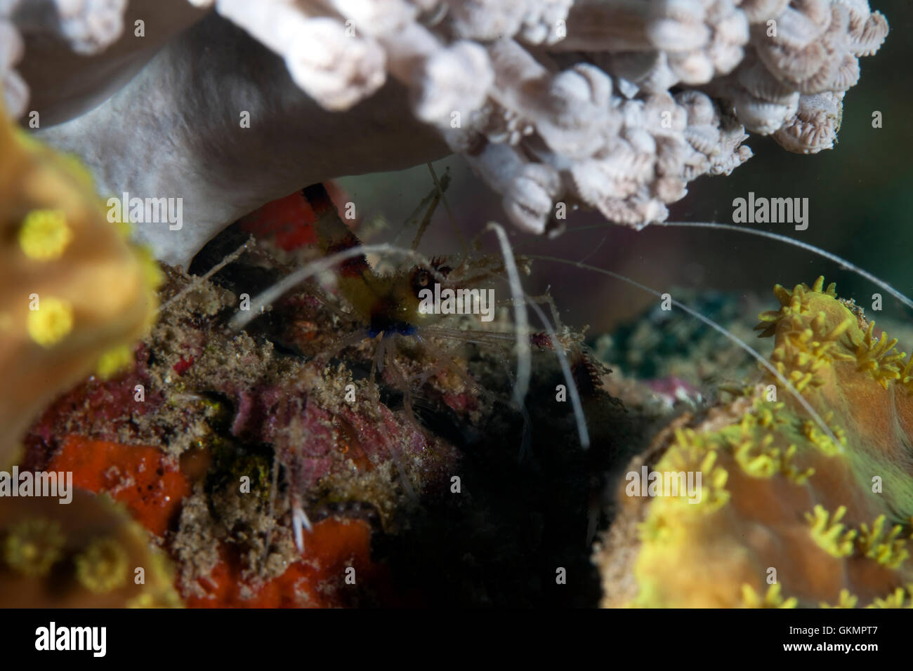 Boxer shrimp (stenopus hispidus) in the Red Sea Stock Photo - Alamy