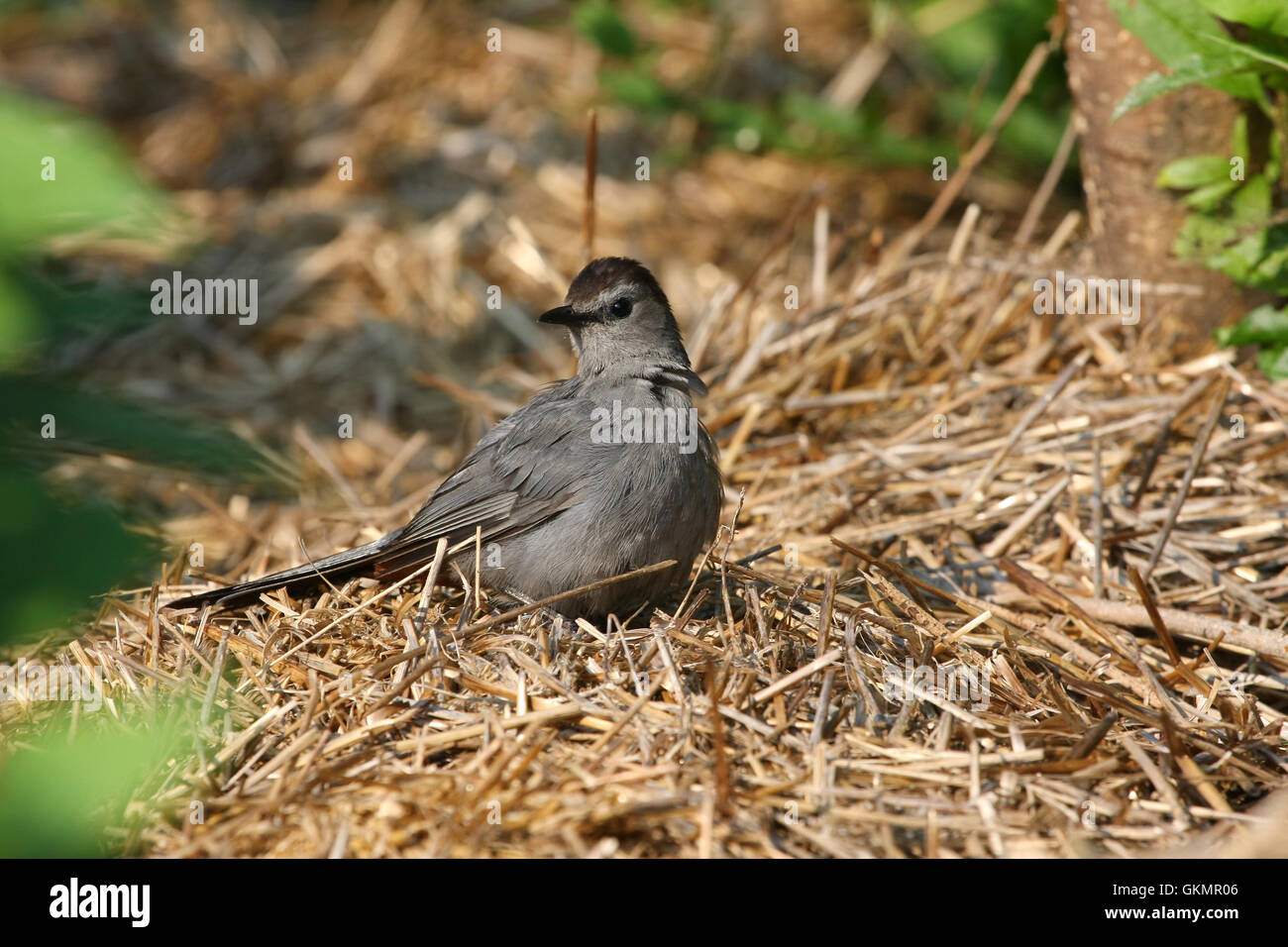 Meow bird hi-res stock photography and images - Alamy