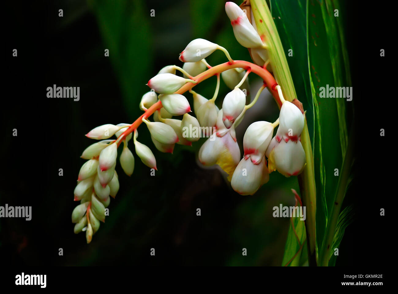 Variegated Shell Ginger Stock Photo - Alamy