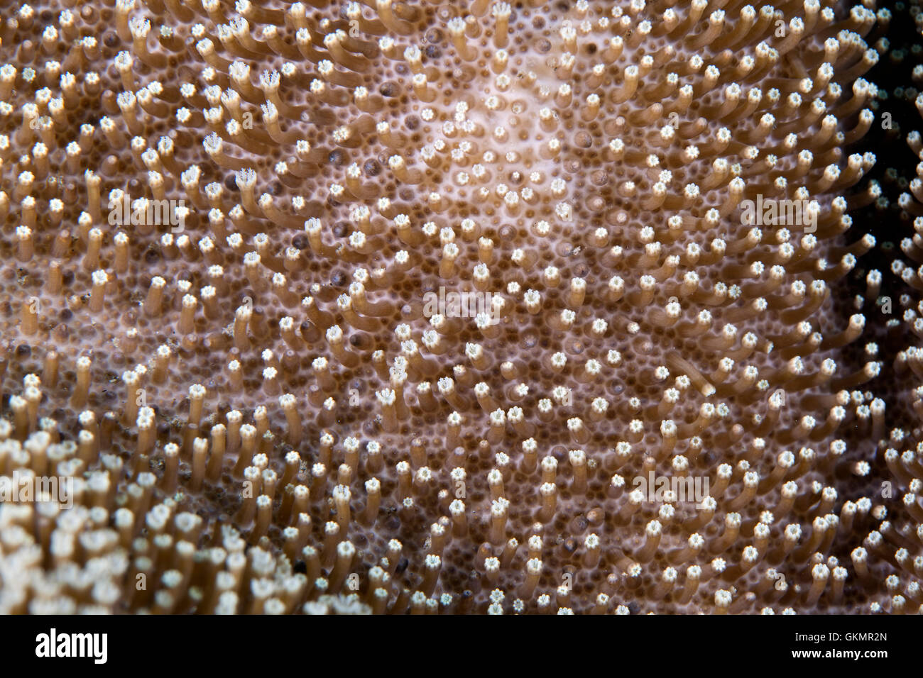 Coral texture in the Red Sea Stock Photo - Alamy
