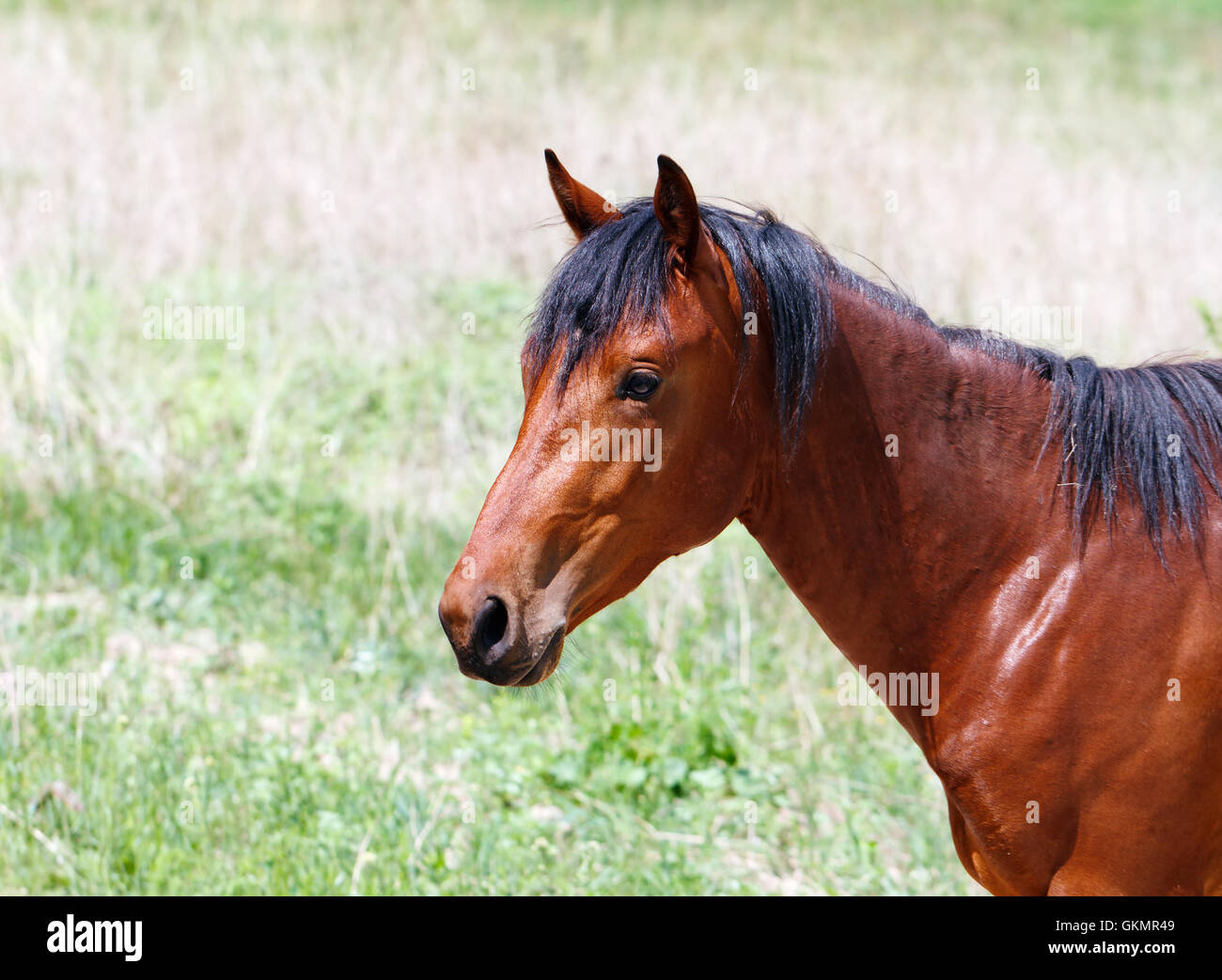 Portrait of a horse Stock Photo - Alamy